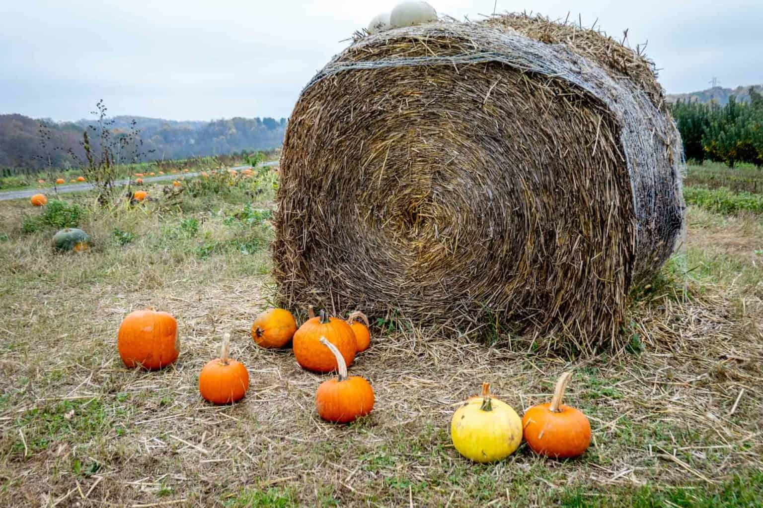 Fun Pumpkin Patches Near Philadelphia to Visit - Guide to Philly