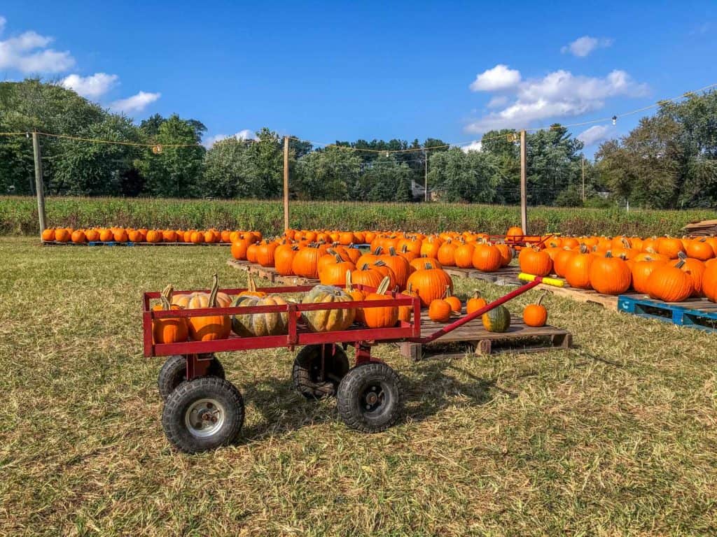 Fun Pumpkin Patches Near Philadelphia to Visit - Guide to Philly