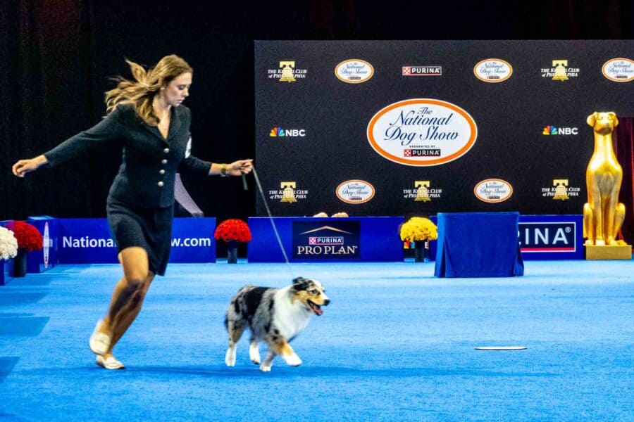 Attending the National Dog Show: A 2025 Spectator's Guide - Guide to Philly