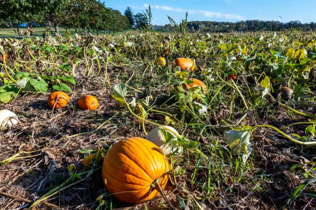 Fun Pumpkin Patches Near Philadelphia to Visit - Guide to Philly