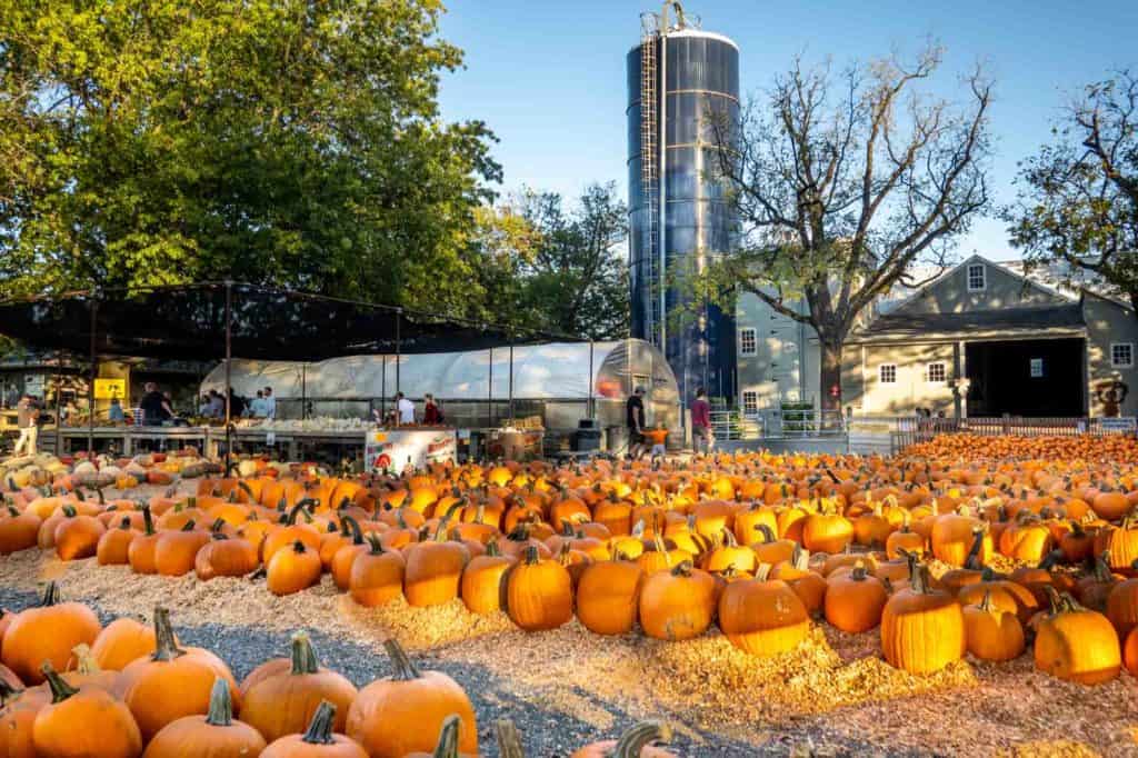 Fun Pumpkin Patches Near Philadelphia to Visit - Guide to Philly