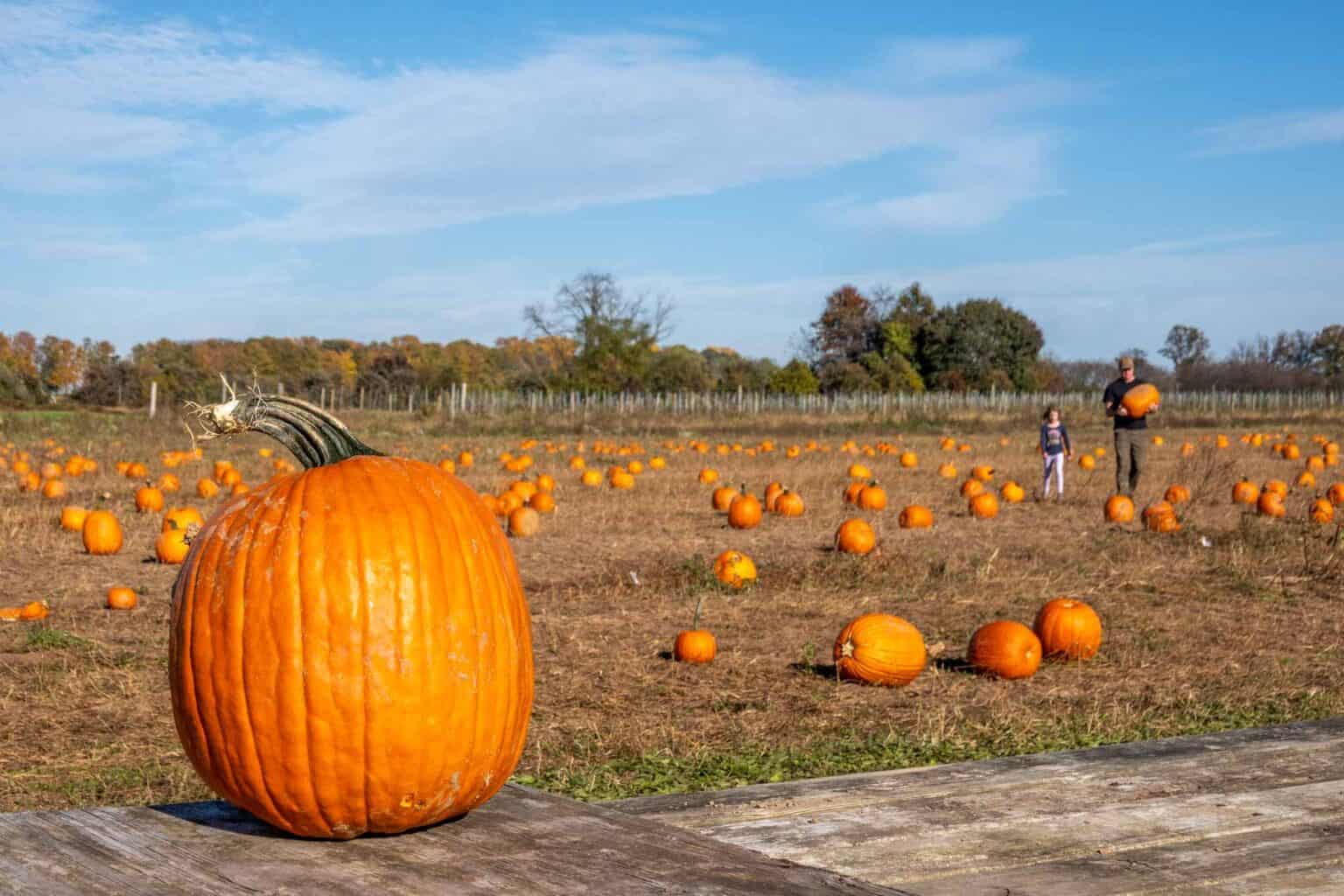 Fun Pumpkin Patches Near Philadelphia to Visit - Guide to Philly