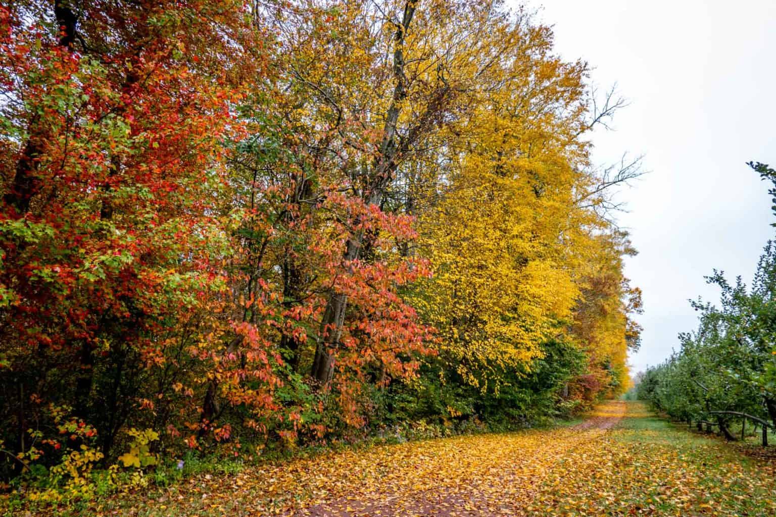 Where to See Fall Foliage in Greater Philadelphia - Guide to Philly